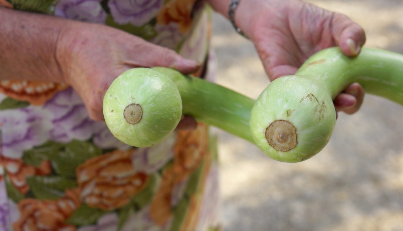 La courge longue de Nice – Maison des Semences Paysannes Maralpines